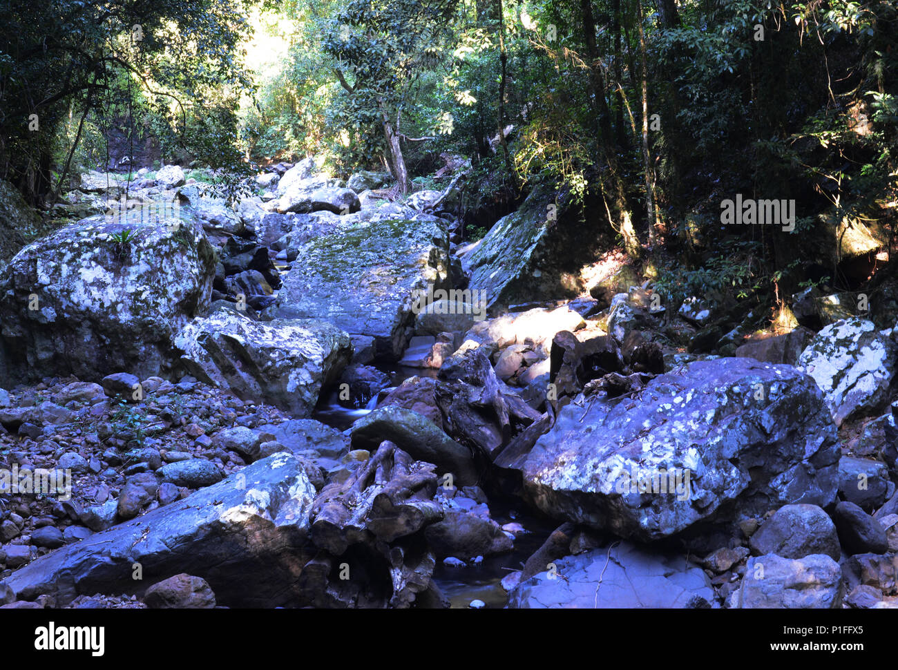 Springbrook national park in Queensland Stock Photo - Alamy