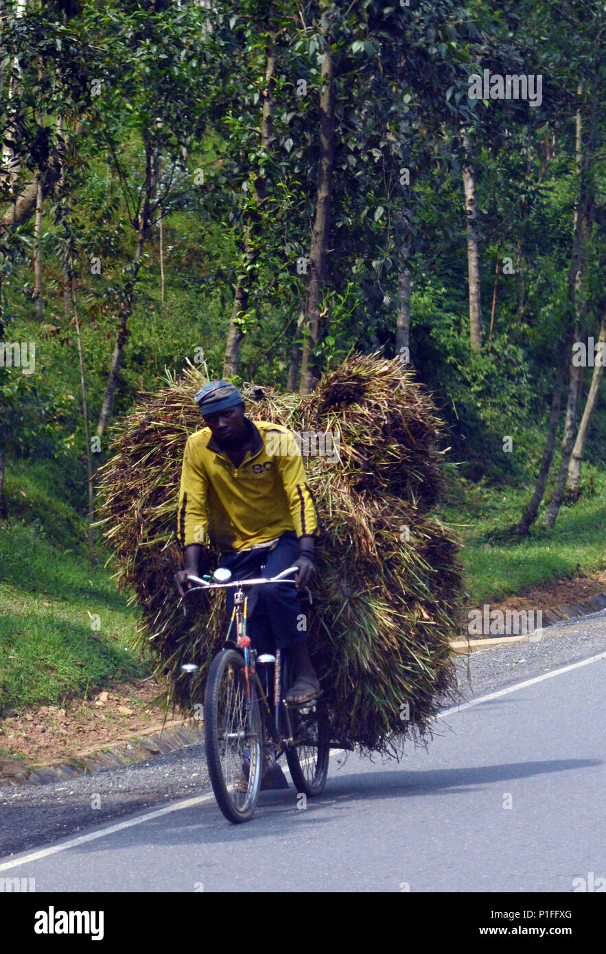 A Rwandan man carrying hay on his bicycle Stock Photo - Alamy