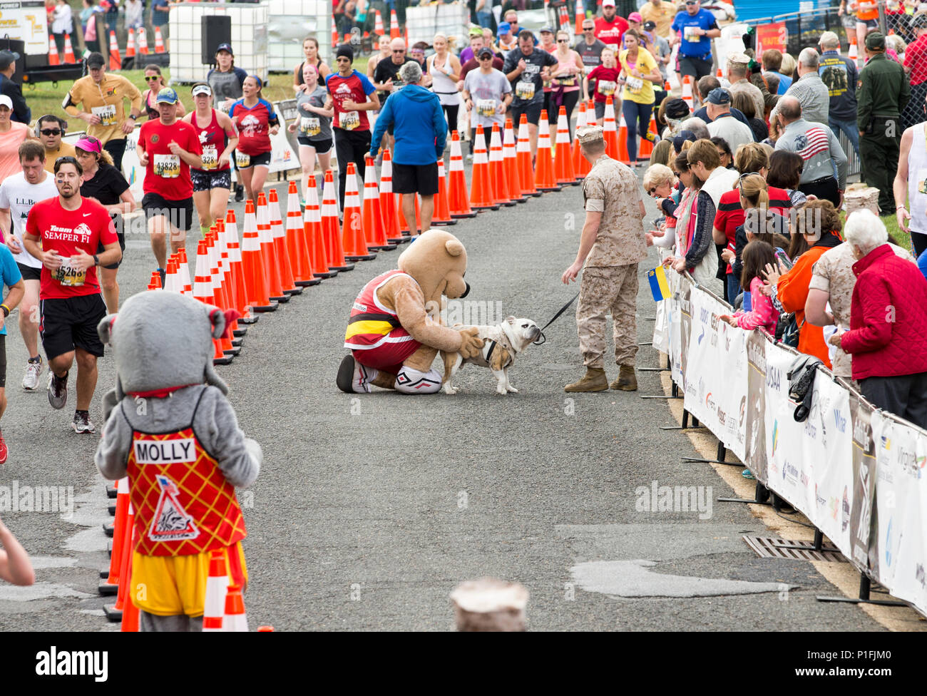 Miles, a Marine Corps Marathon (MCM) mascot, kneels to pet Chesty, the ...