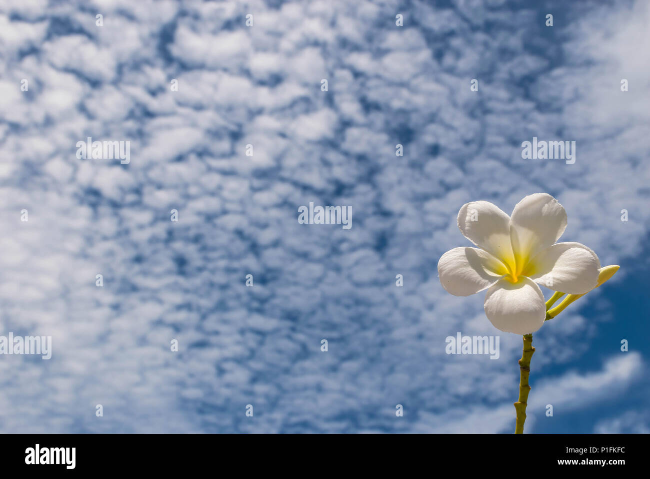 The soft focus of Frangipani, Plumeria flower with the beautiful sky ...
