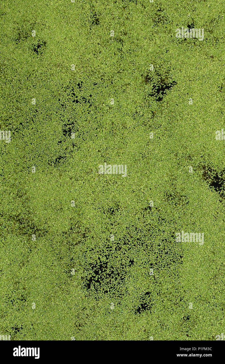 Texture of swamp water dotted with green duckweed and marsh vegetation ...