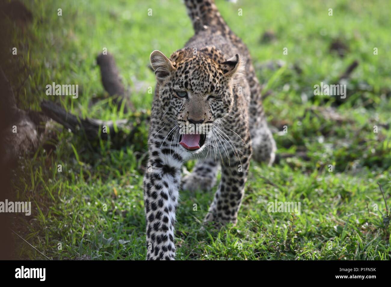 Picture of female leopard on branch hi-res stock photography and images ...