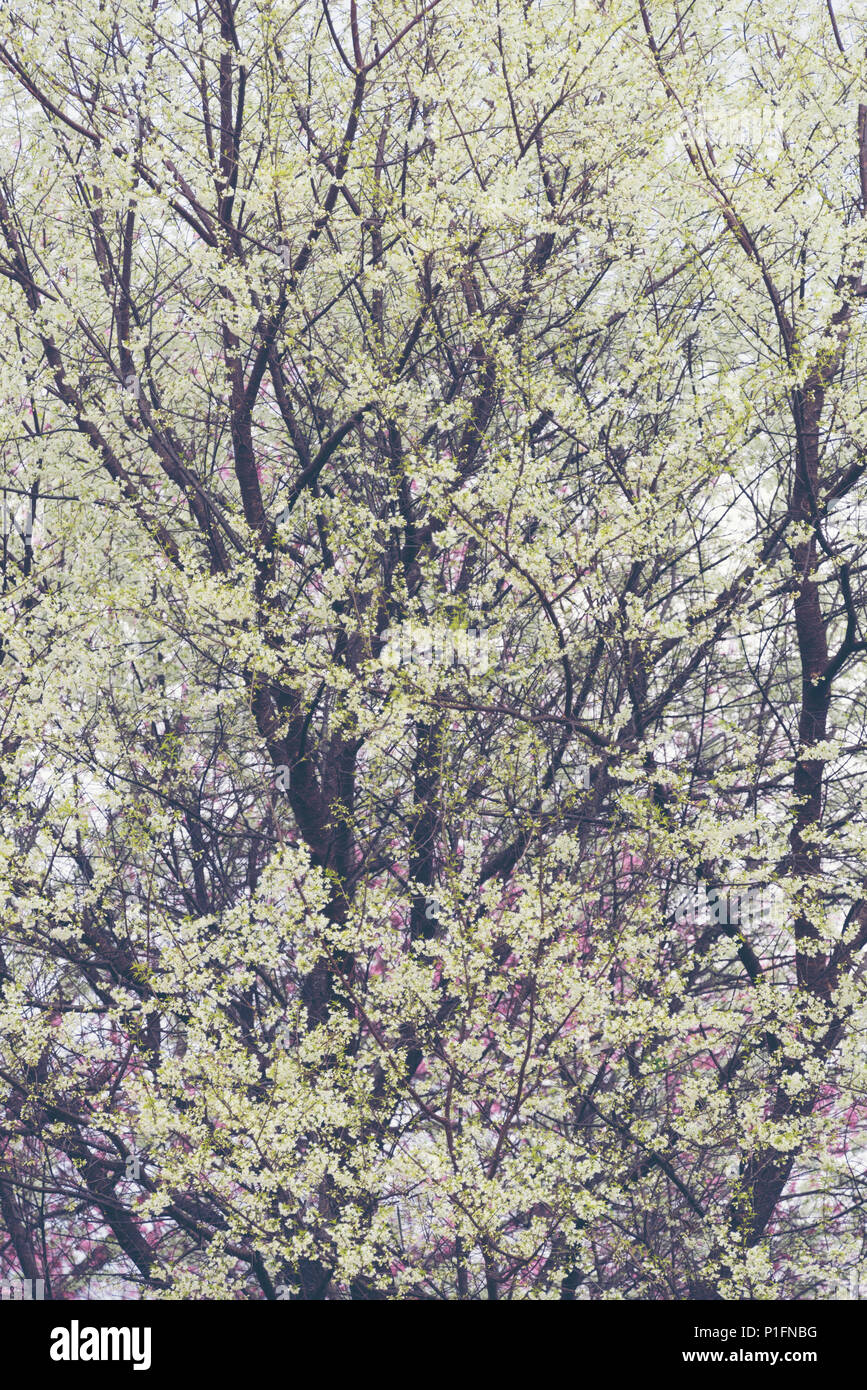 White flower tree on the nature background Stock Photo - Alamy