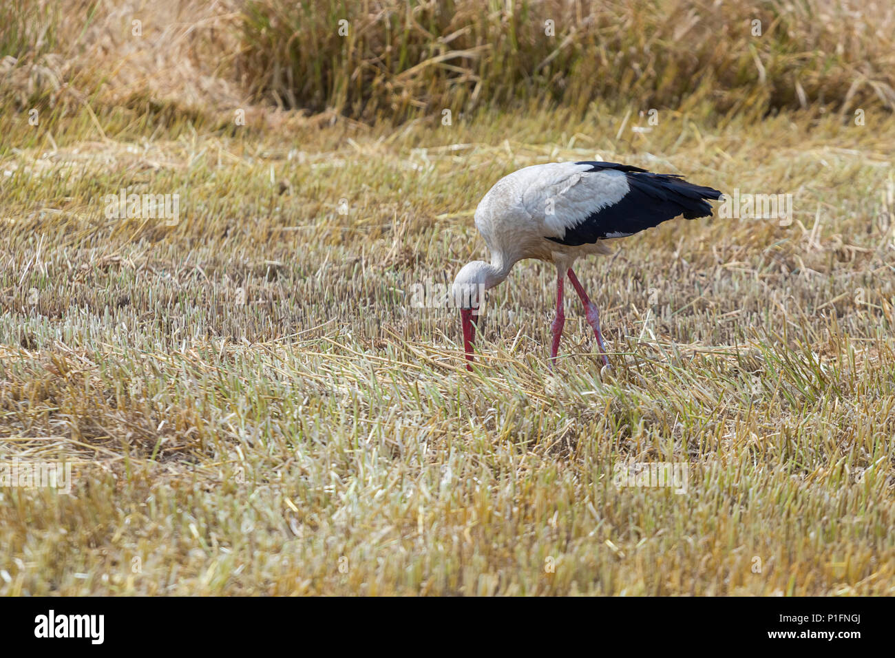 Stork on the harvested wheat field. Ciconia ciconia Stock Photo - Alamy