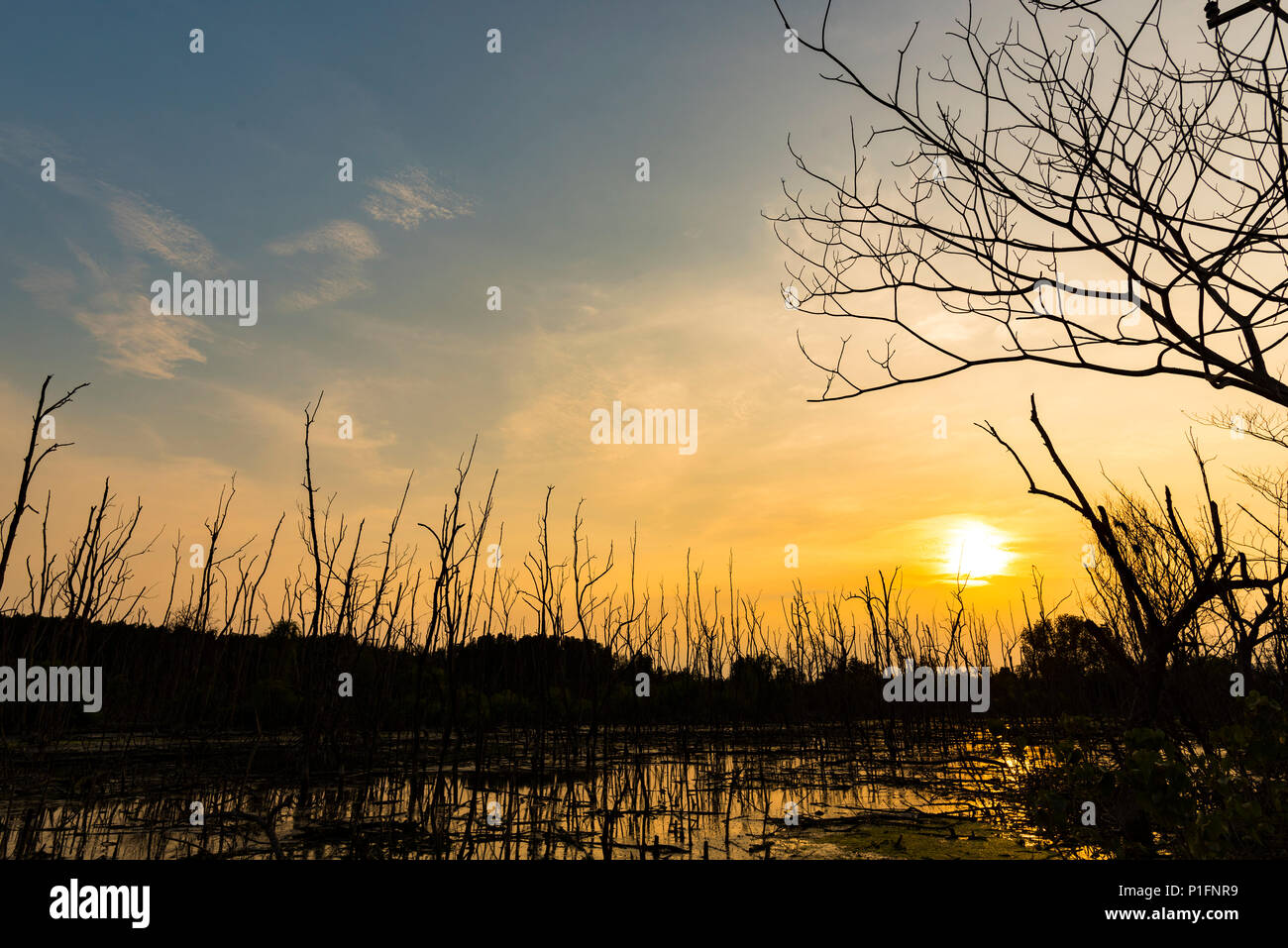 sunset over the mangrove forest; tropical view in Thailand Stock Photo ...