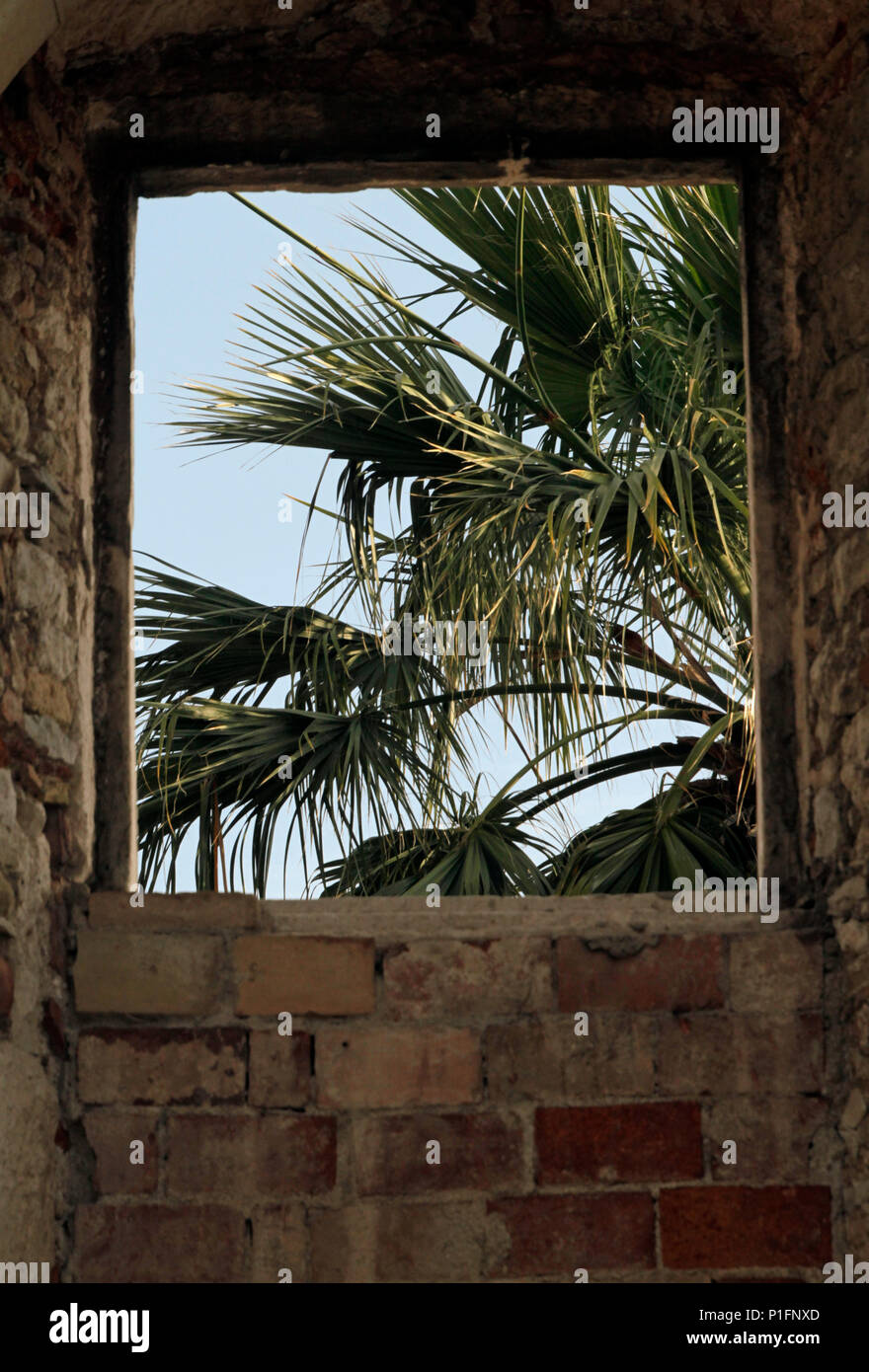 Palm tree seen through window of an abandoned house in Split, Croatia ...