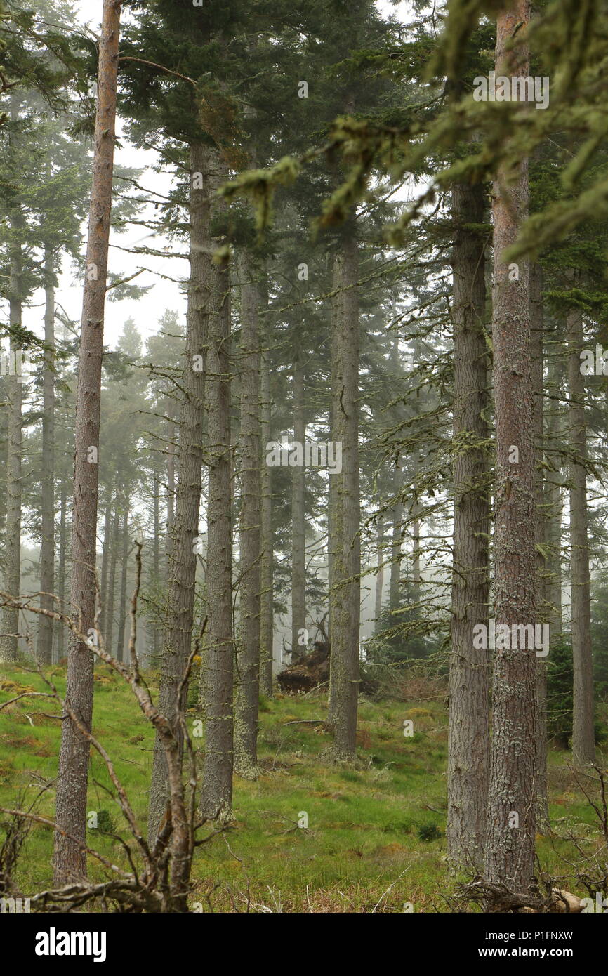 Scotland pinewood hi-res stock photography and images - Alamy