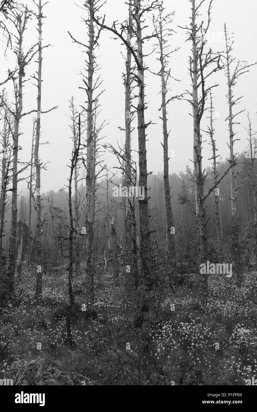Dying trees hi-res stock photography and images - Alamy