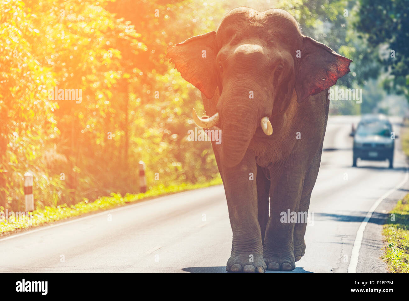Large asian elephant walking on the road hi-res stock photography and ...