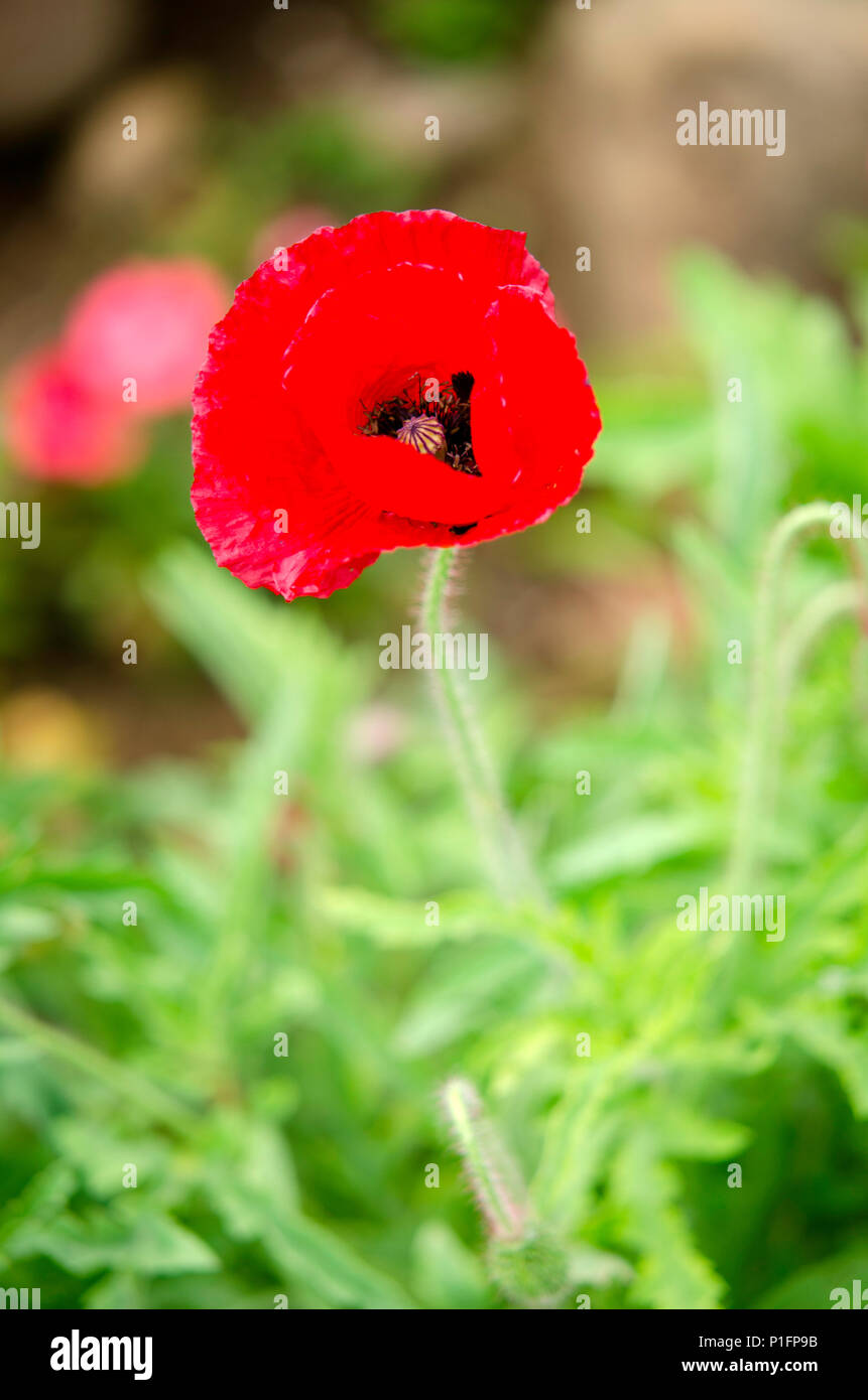 Single poppy flower Stock Photo - Alamy