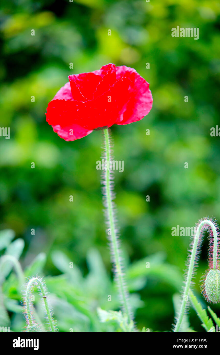 Single poppy flower Stock Photo - Alamy