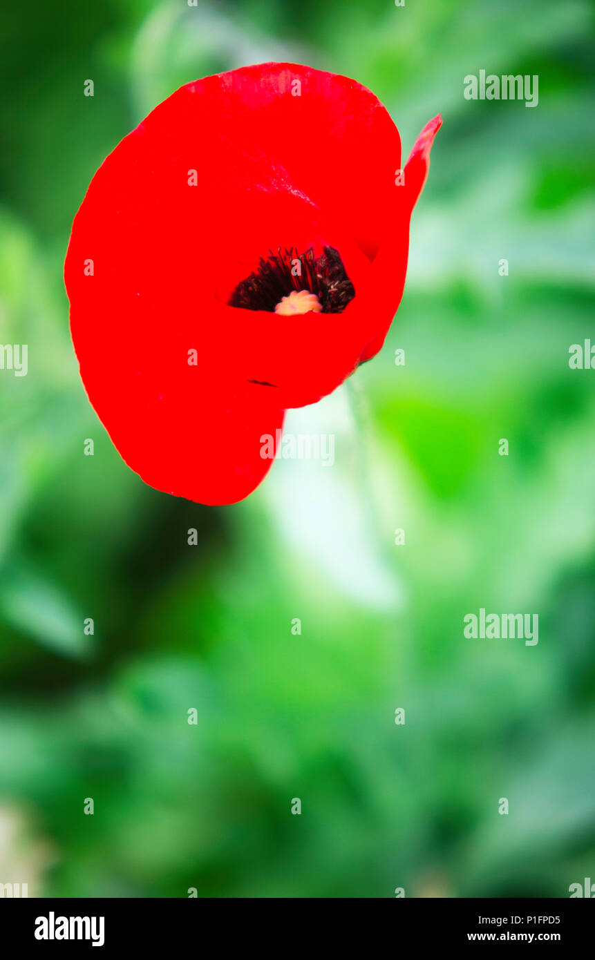 Single poppy flower Stock Photo - Alamy