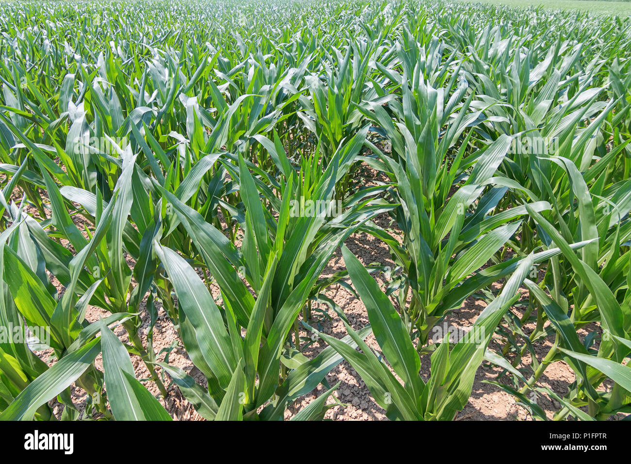 Green Corn Field. Green corn growing on the field, blue sky and sun ...