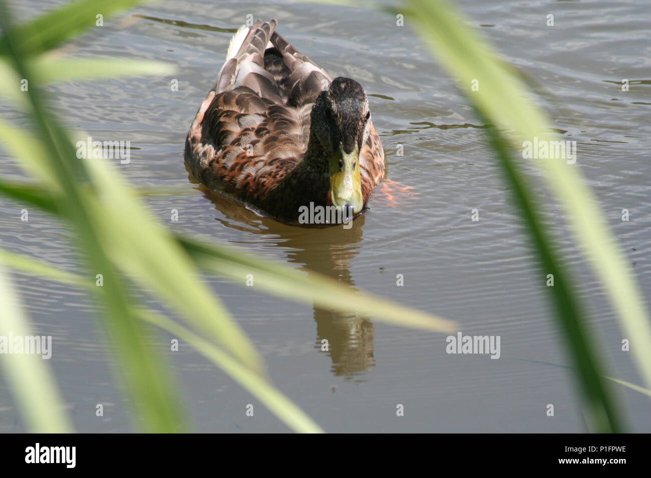Talbot ponds hi-res stock photography and images - Alamy