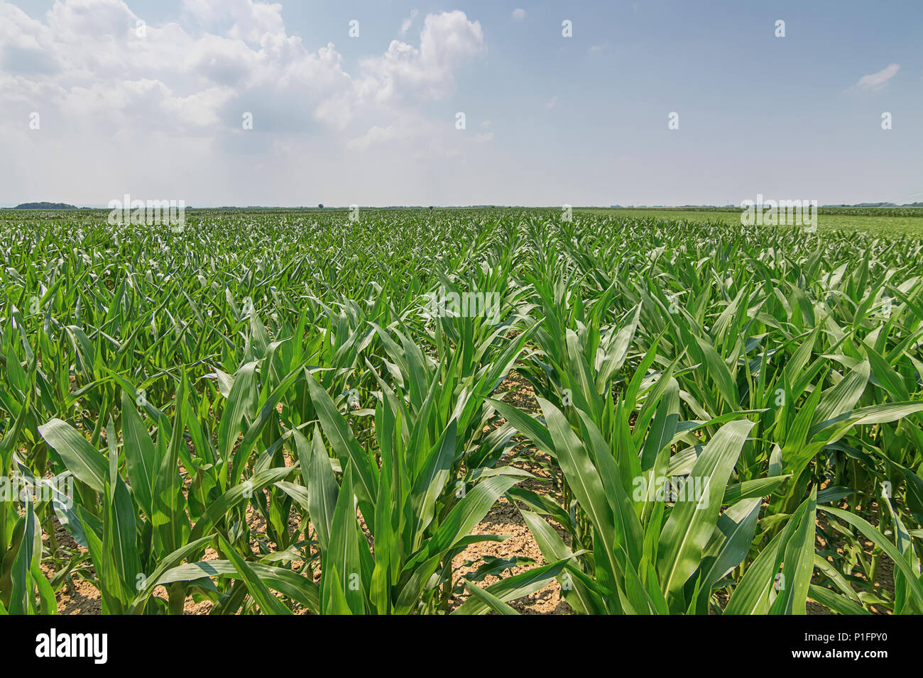 Green Corn Field. Green corn growing on the field, blue sky and sun ...