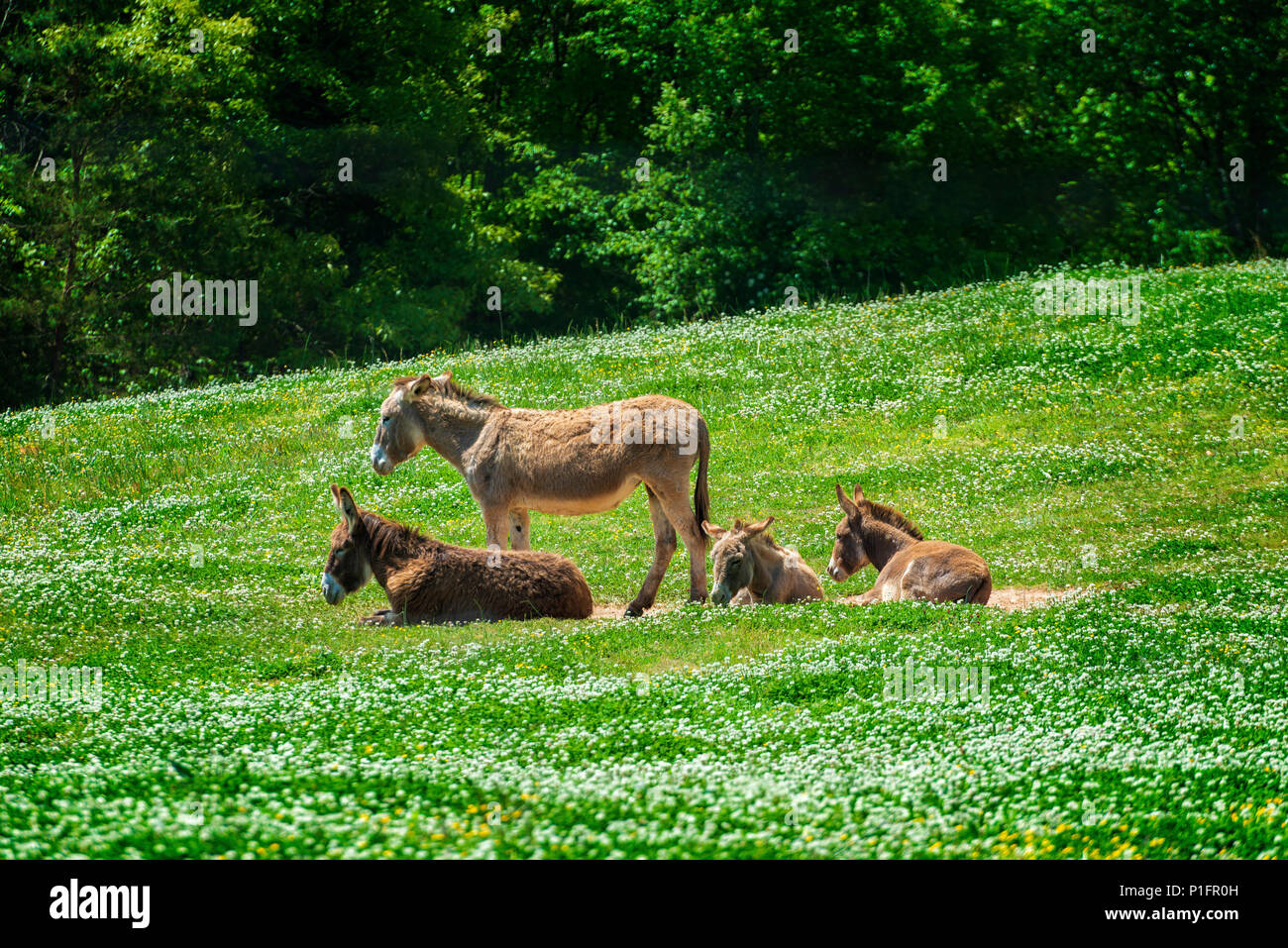 Horizontal shot of a beautiful donkey family resting in a green field ...
