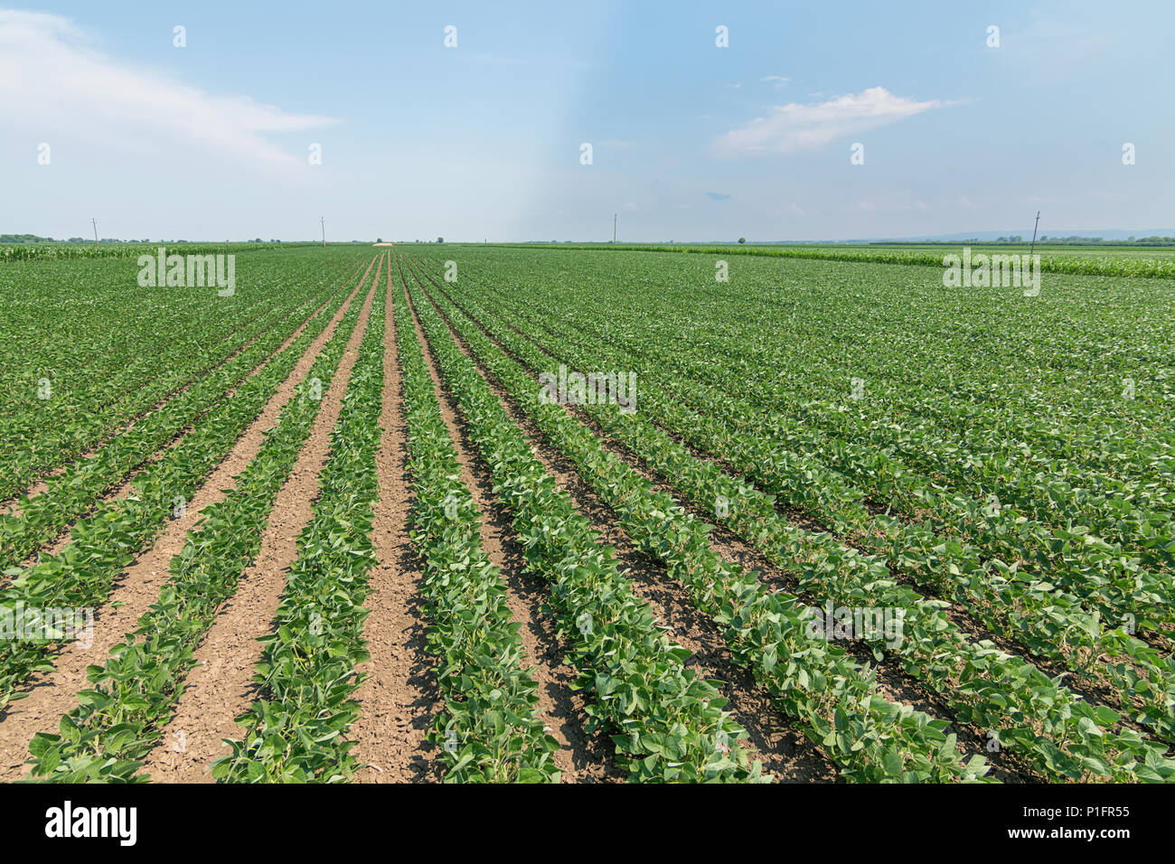 Green ripening soybean field. Rows of green soybeans. Soy plantation ...