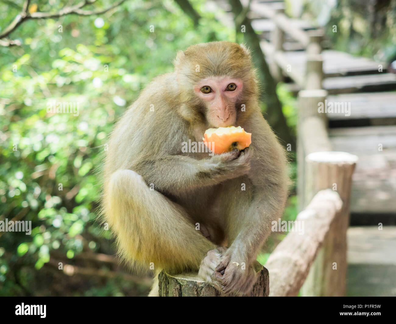 A monkey eating an apple sitting on the walkway at Yuanjiajie Mountain ...