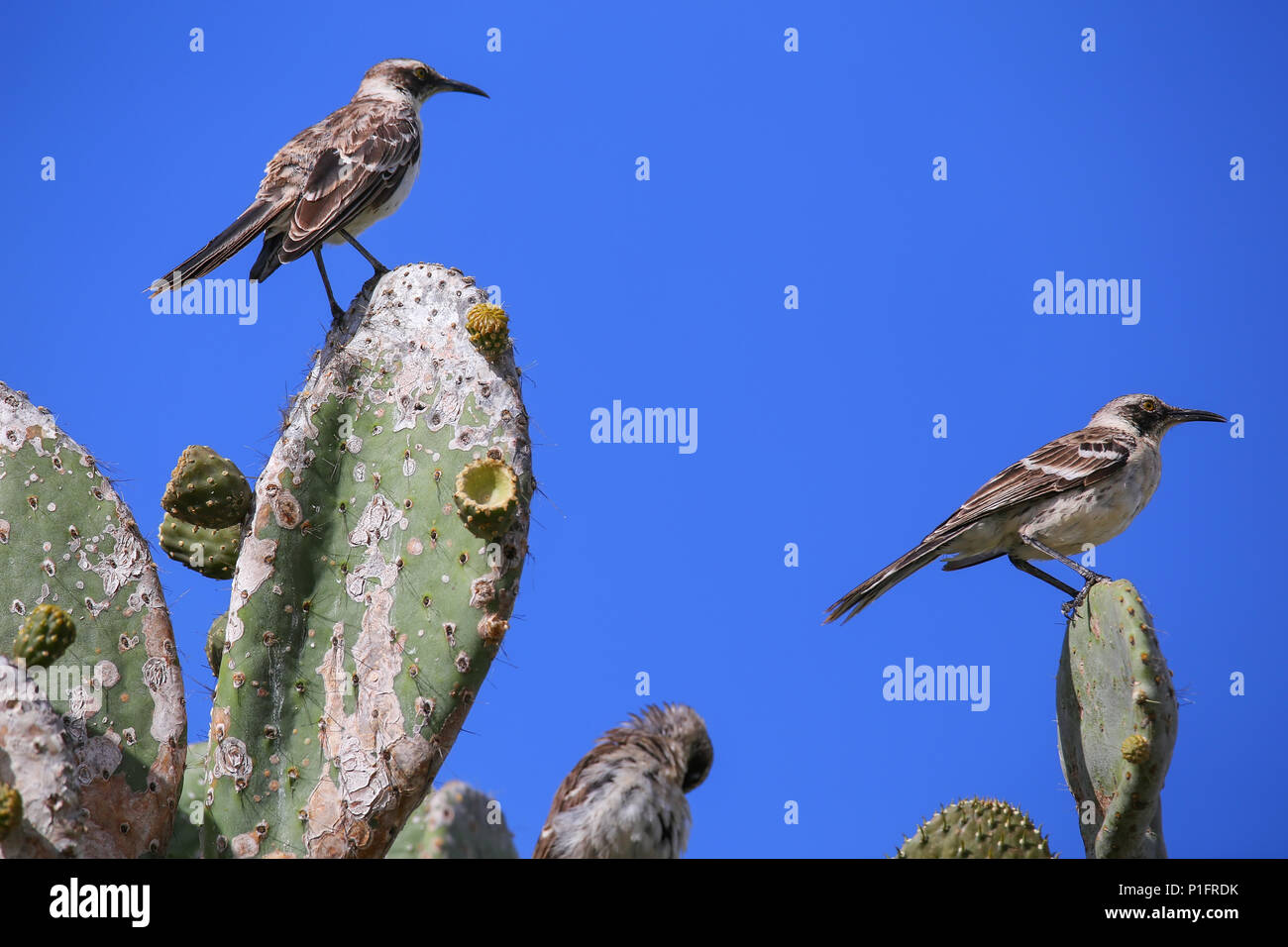 Pair of mockingbirds hi-res stock photography and images - Alamy