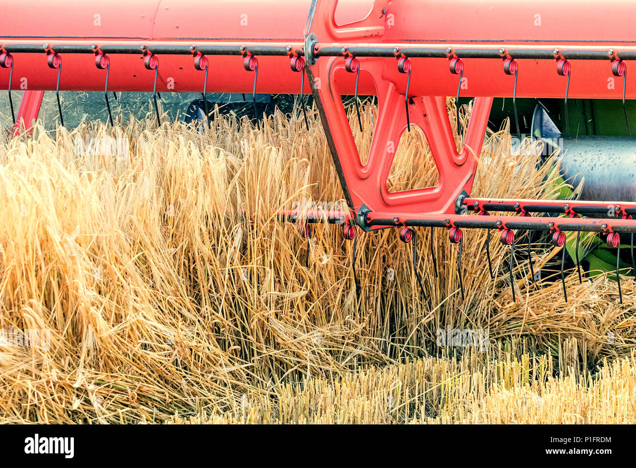 Closeup Combine harvesting a wheat field. Combine working the field ...
