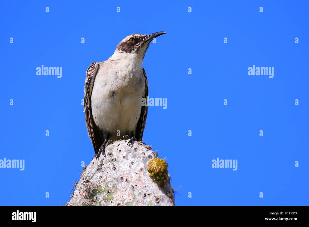 Galapagos Mockingbird (Nesomimus parvulus) sitting on a cactus ...