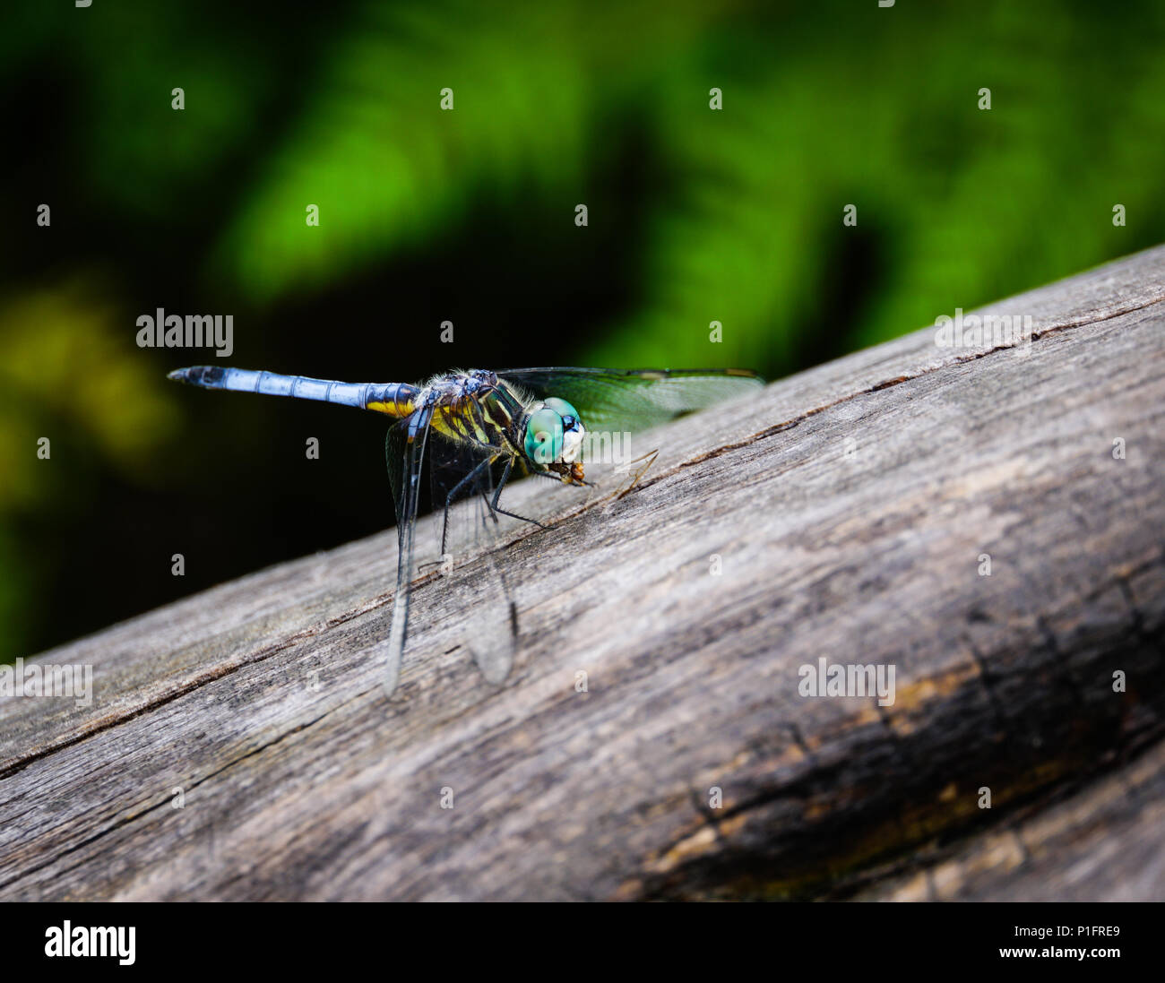 Eats aquatic insects hi-res stock photography and images - Alamy