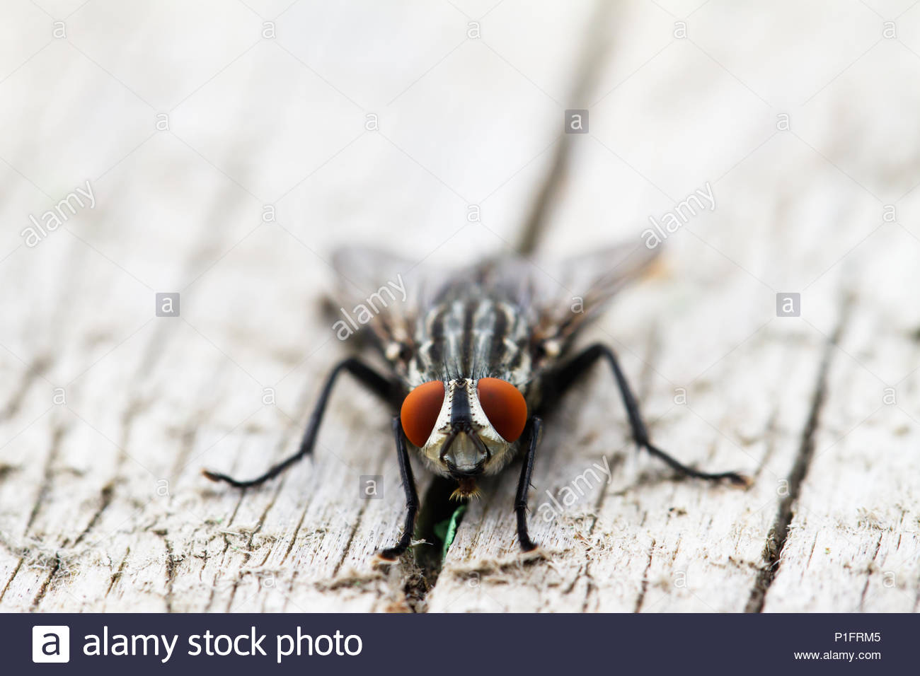 Housefly Stock Photos & Housefly Stock Images - Alamy
