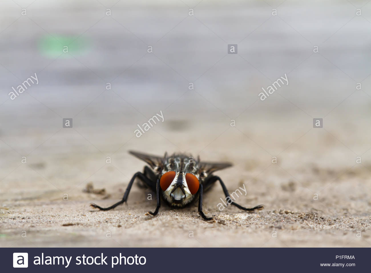 Housefly Stock Photos & Housefly Stock Images - Alamy