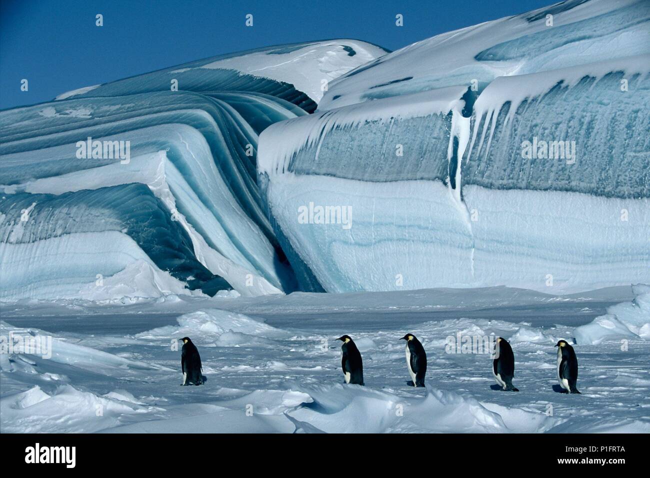March Of The Penguins Documentary High Resolution Stock Photography and ...