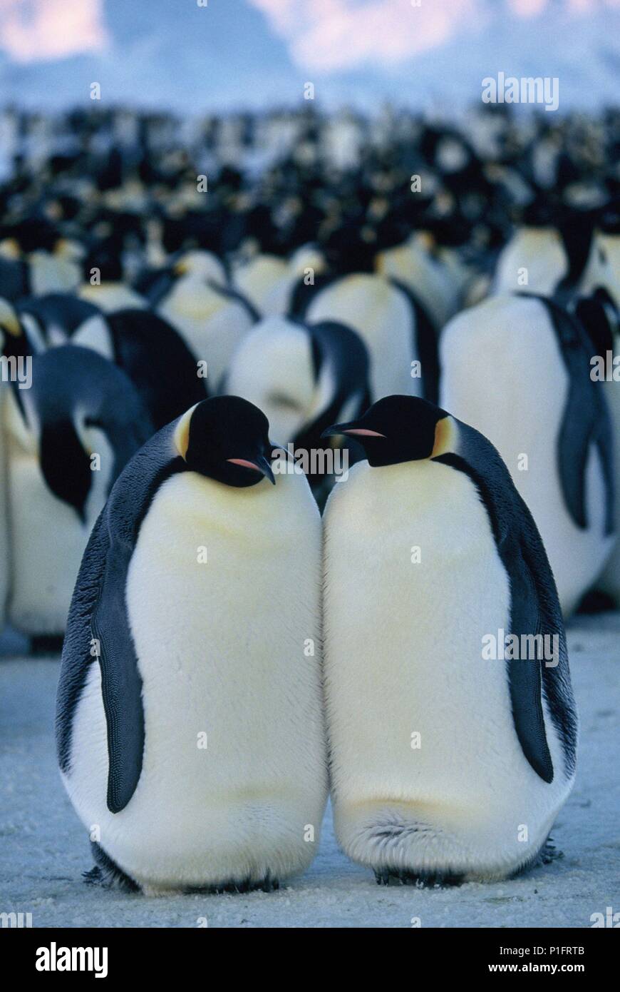 March of the penguins hi-res stock photography and images - Alamy