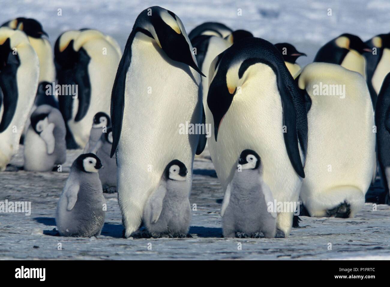 March Of The Penguins Documentary High Resolution Stock Photography and ...