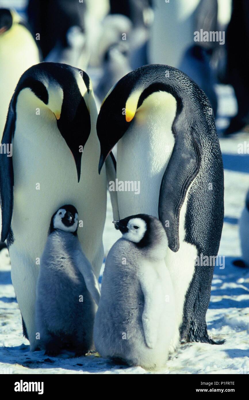 March Of The Penguins Documentary High Resolution Stock Photography and ...