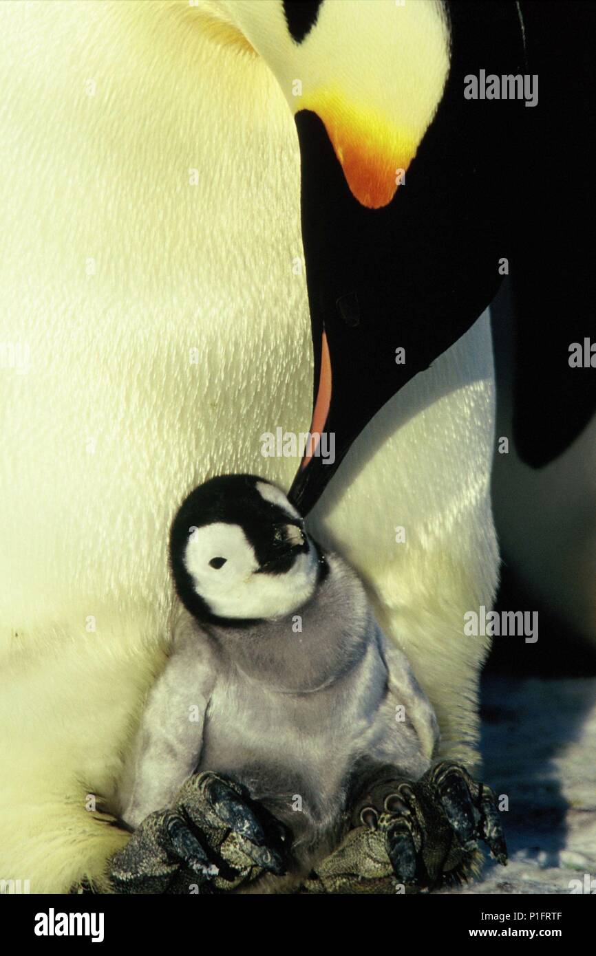 March Of The Penguins Documentary High Resolution Stock Photography and ...