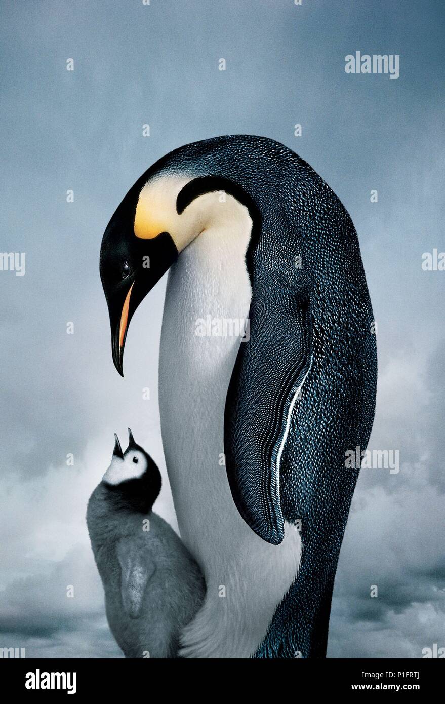 March of the penguins documentary hi-res stock photography and images ...