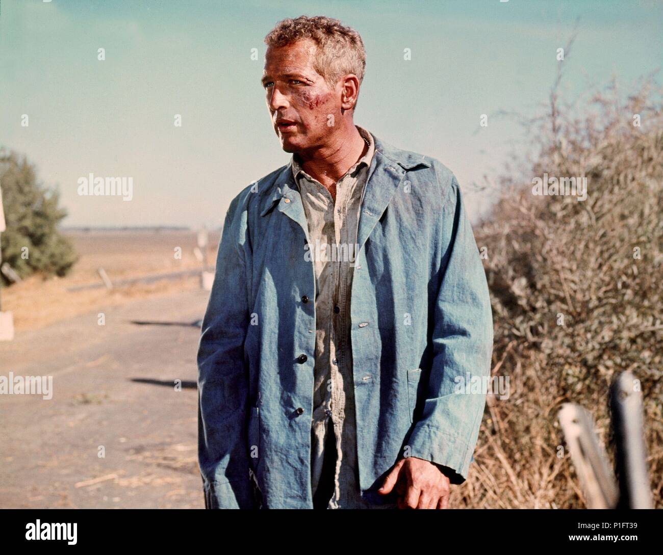 Original Film Title: COOL HAND LUKE. English Title: COOL HAND LUKE ...
