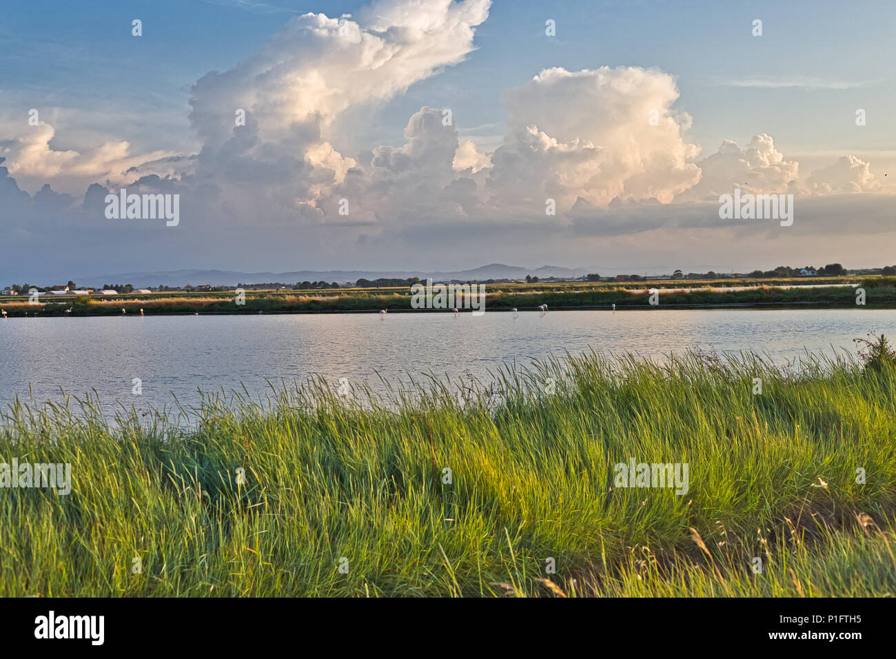deep sunset on brackish wetlands Stock Photo - Alamy
