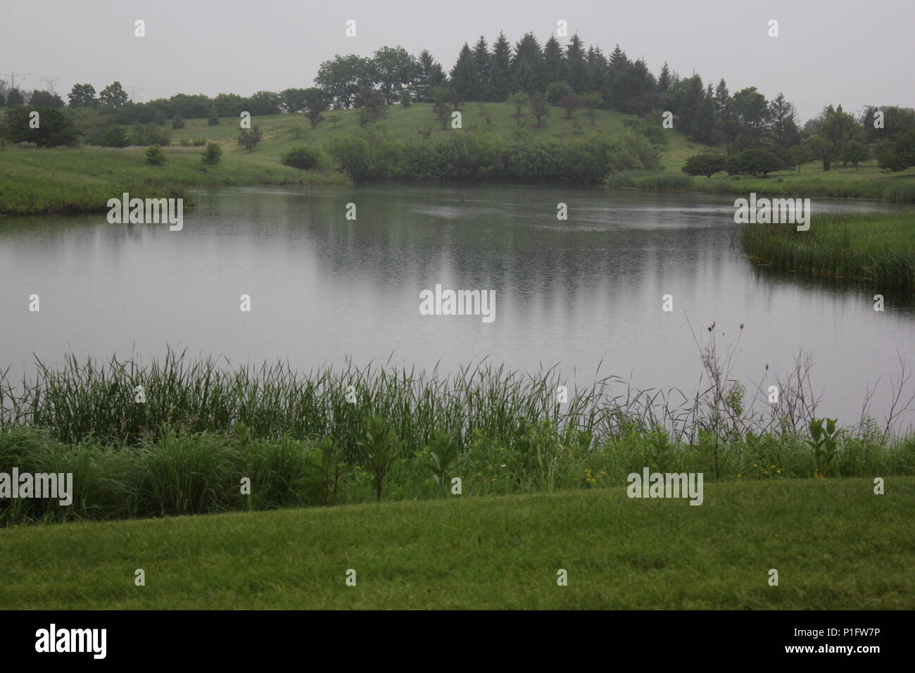 A spring rainy day scene in the beautiful spring green meadow Stock ...
