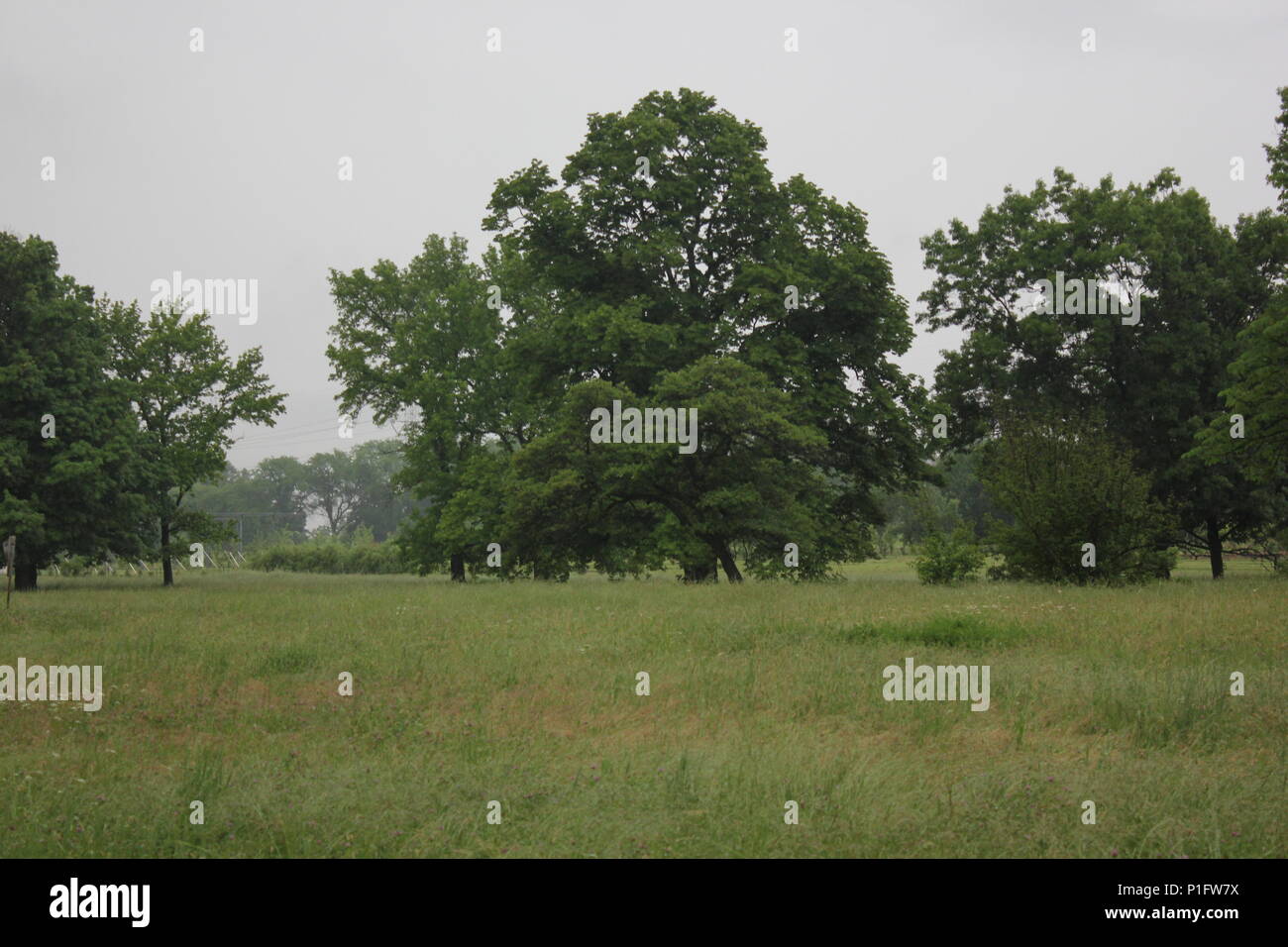 A spring rainy day scene of a lush spring green meadow Stock Photo - Alamy