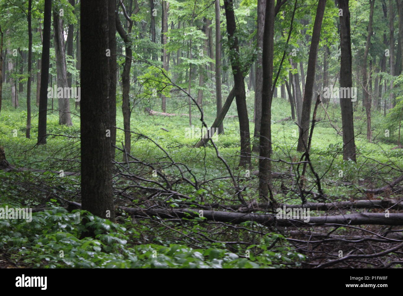 A spring rainy day scene in the beautiful spring green meadow Stock ...