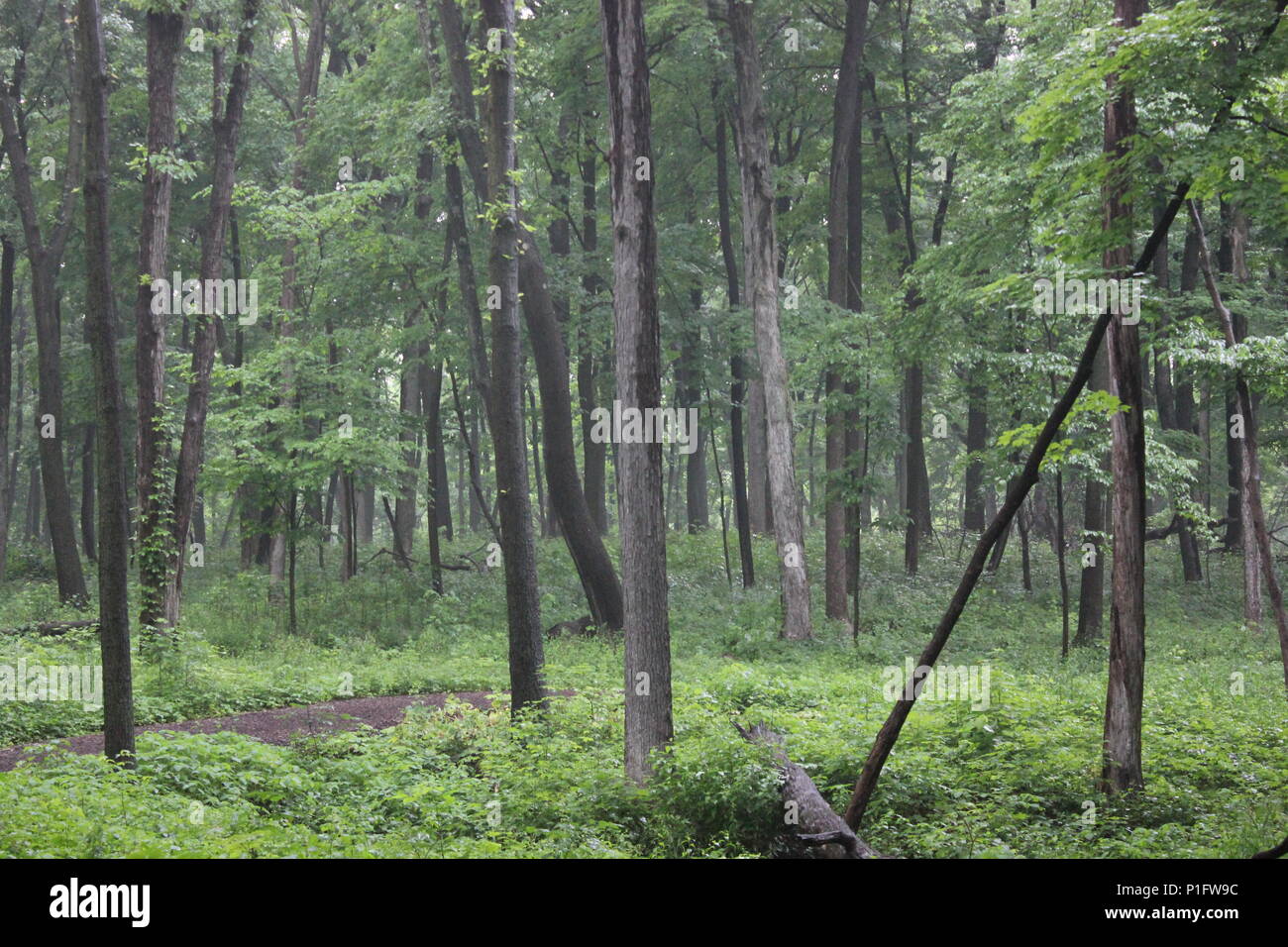 A spring rainy day scene in the beautiful spring green meadow Stock ...