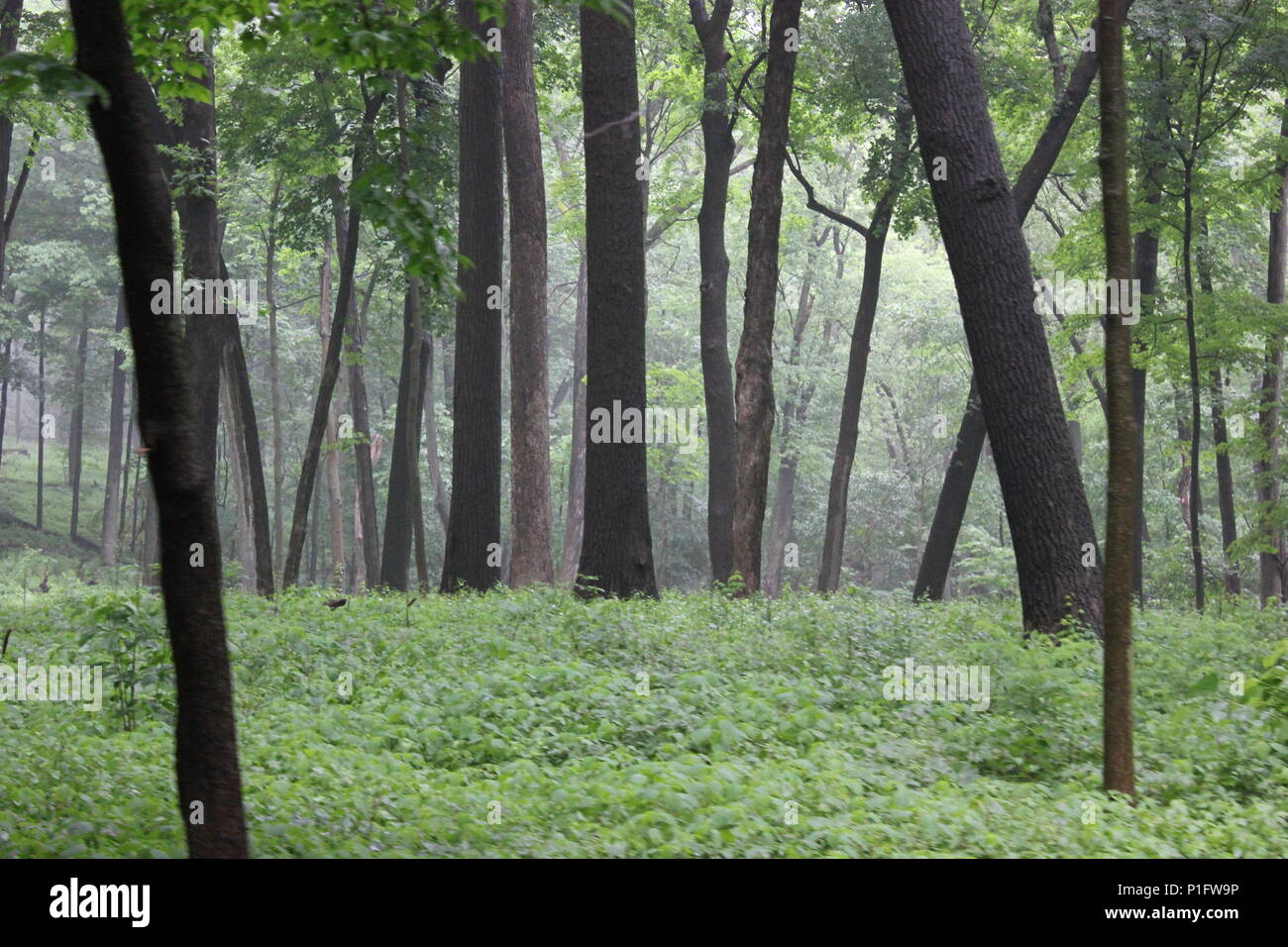 A spring rainy day scene in the beautiful spring green meadow Stock ...