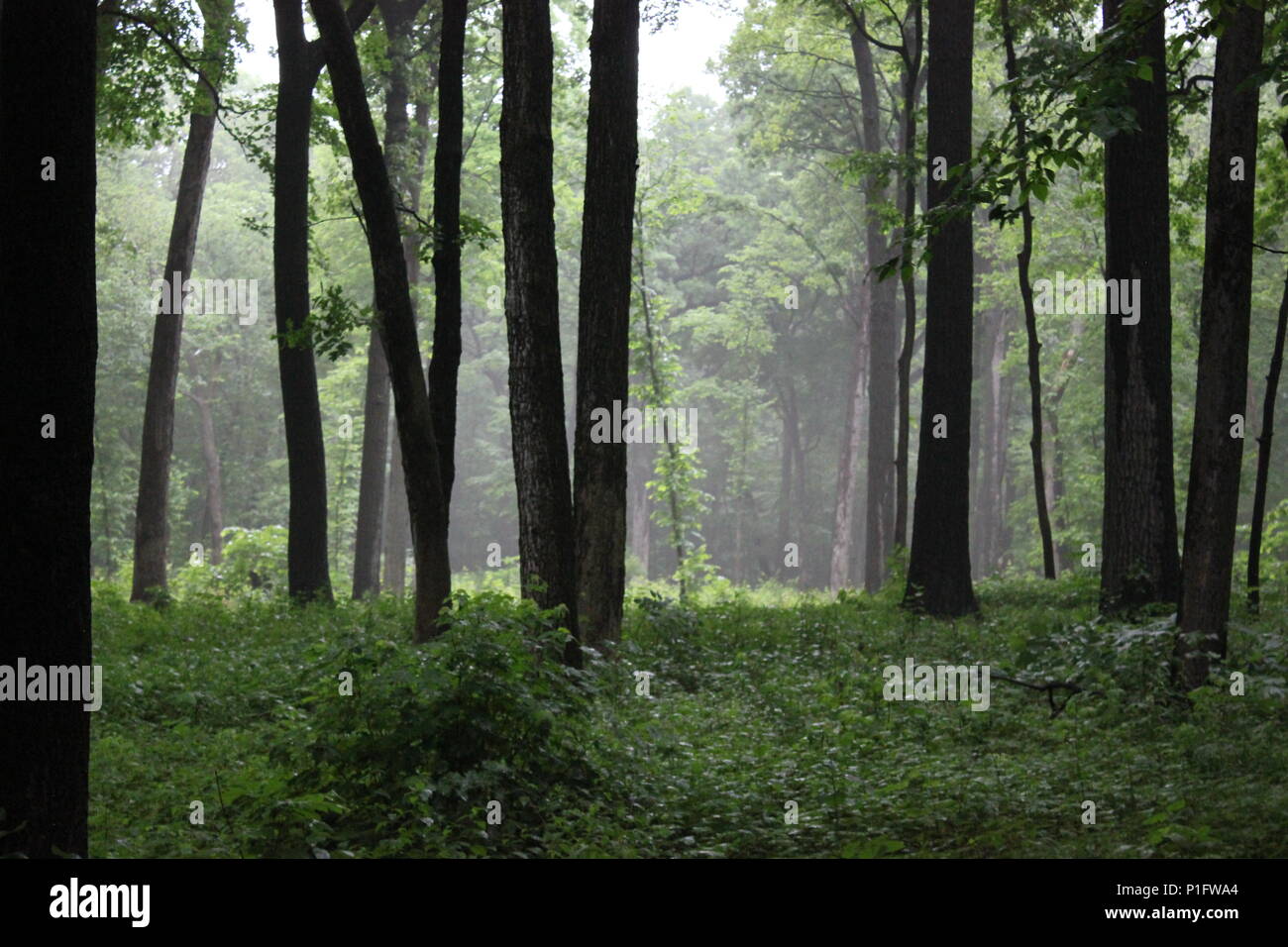 A spring rainy day scene in the beautiful spring green meadow Stock ...