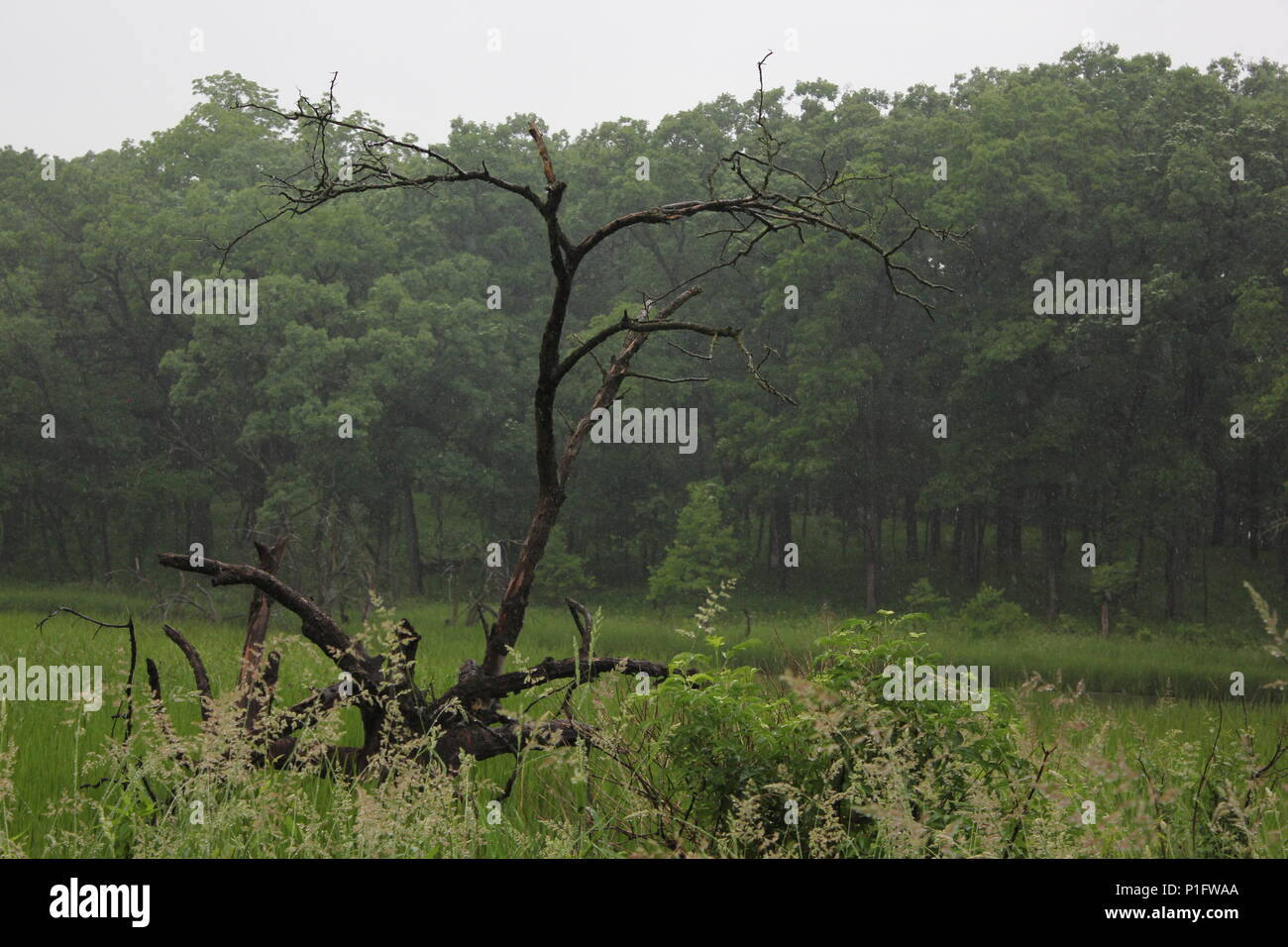 A spring rainy day scene in the beautiful spring green meadow Stock ...