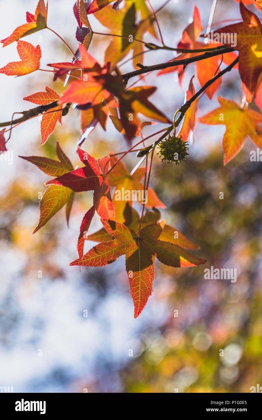 Colorful fall leaves on a tree Stock Photo - Alamy