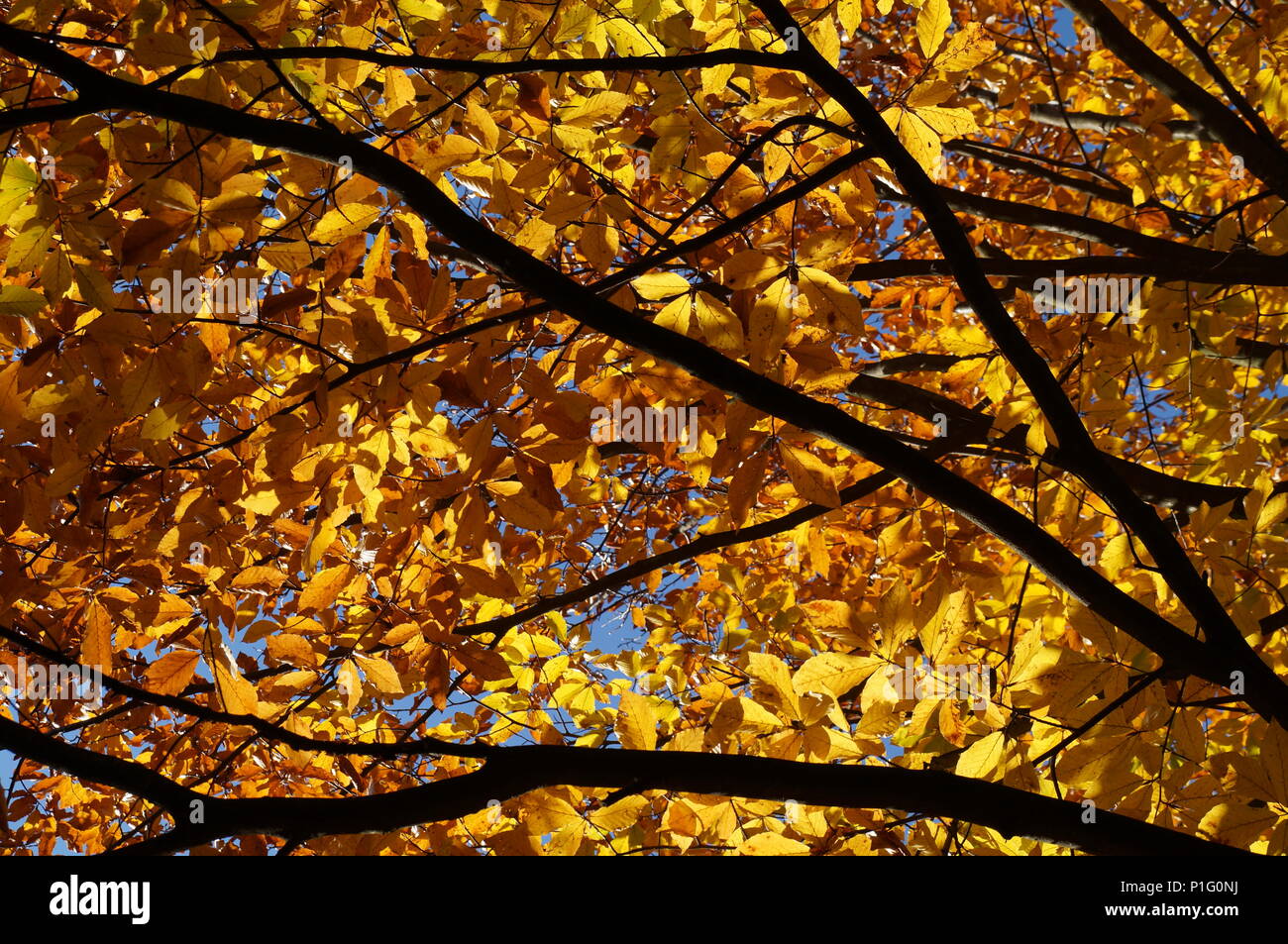 Branches of autumn trees Stock Photo - Alamy