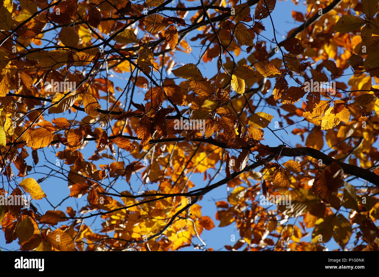 Branches of autumn trees Stock Photo - Alamy