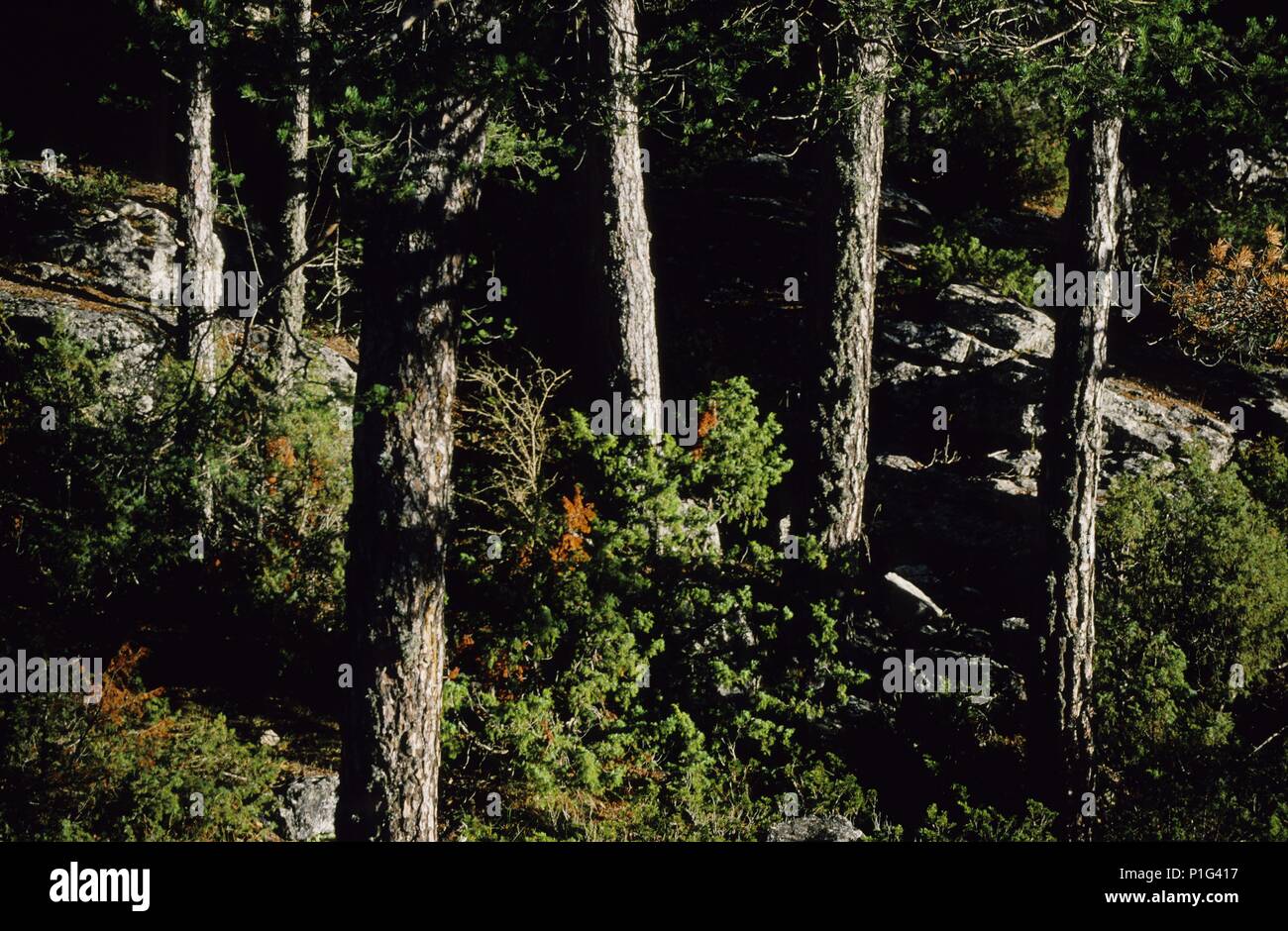 Comarca de pinares hi-res stock photography and images - Alamy