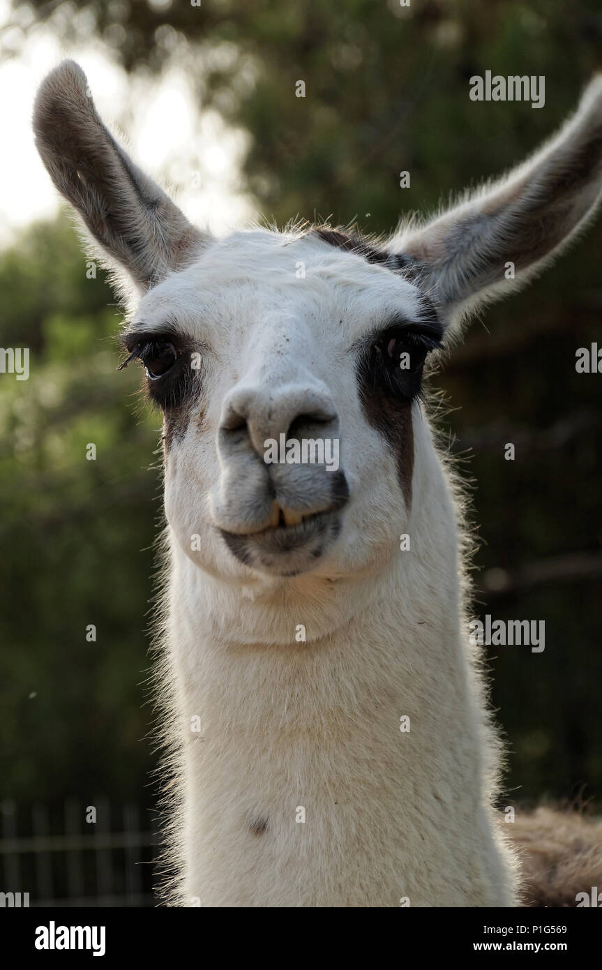 Llamas eye hi-res stock photography and images - Alamy