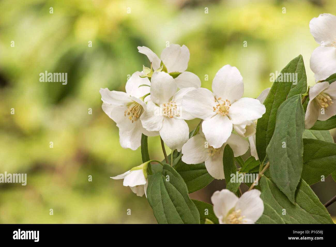 Lewiss mock orange plant hi-res stock photography and images - Alamy
