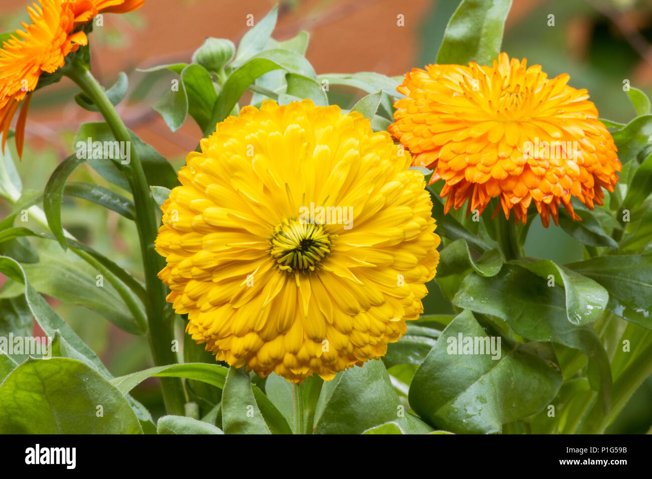 Garden pot marigold (Calendula officinalis) plant in bloom Stock Photo ...